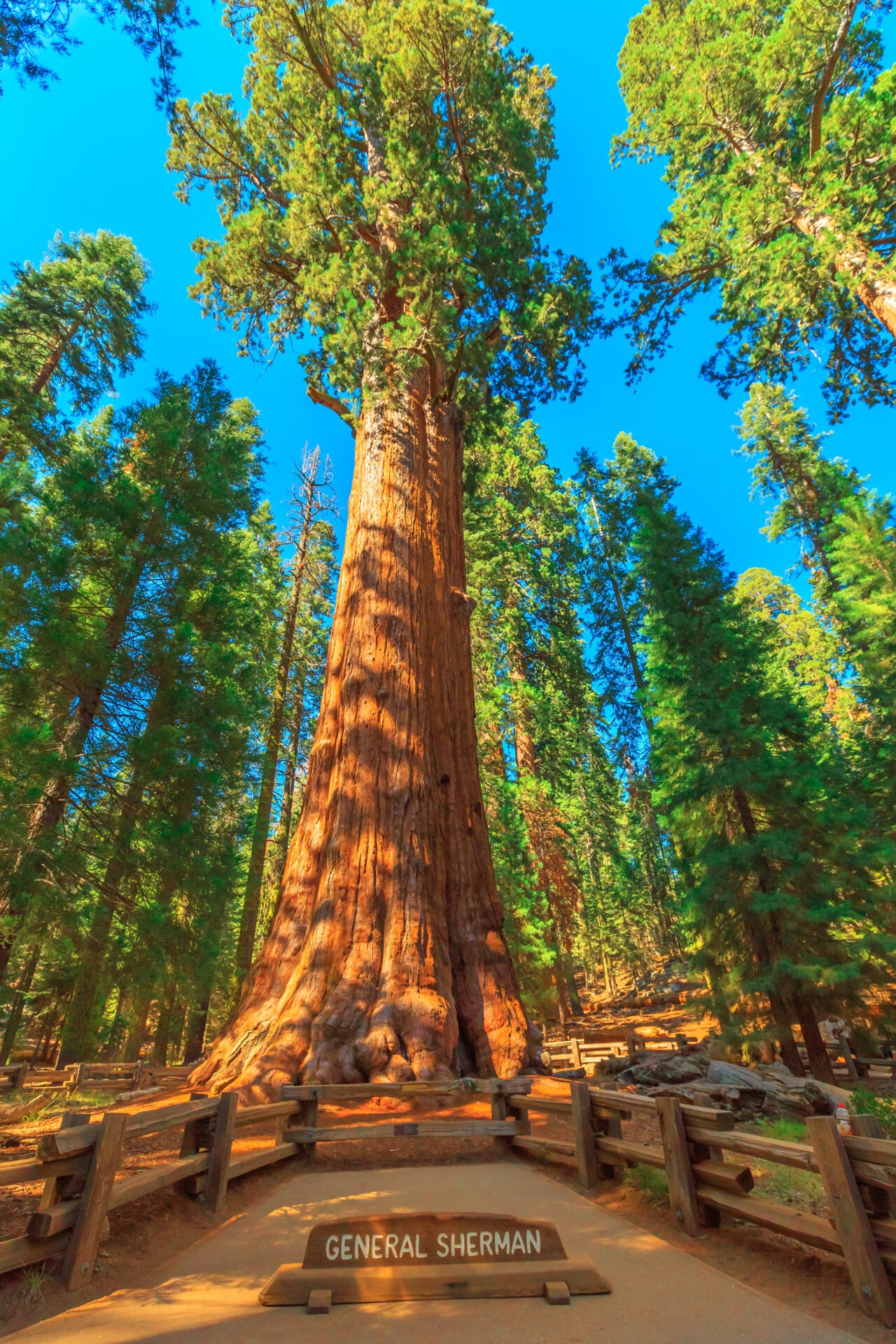 General Sherman tree | Agente Urgente